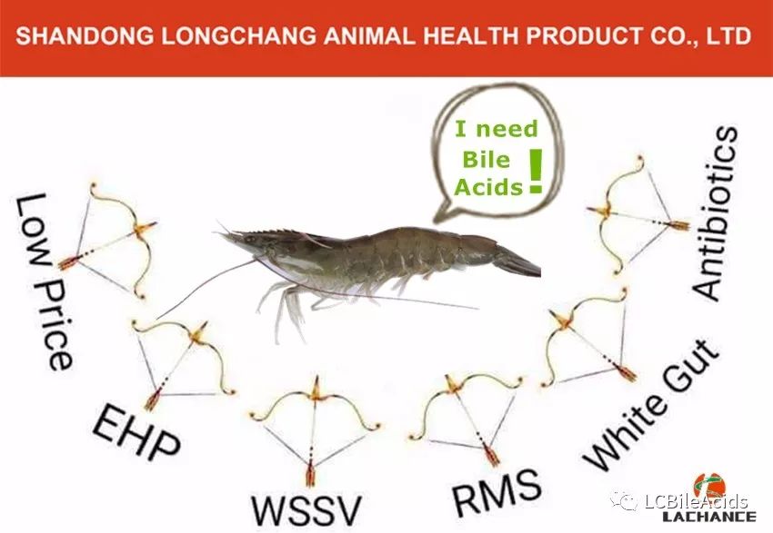 Bile Acids---Solve the problem of Mycotoxins to Aquatic Animals - Bile ...